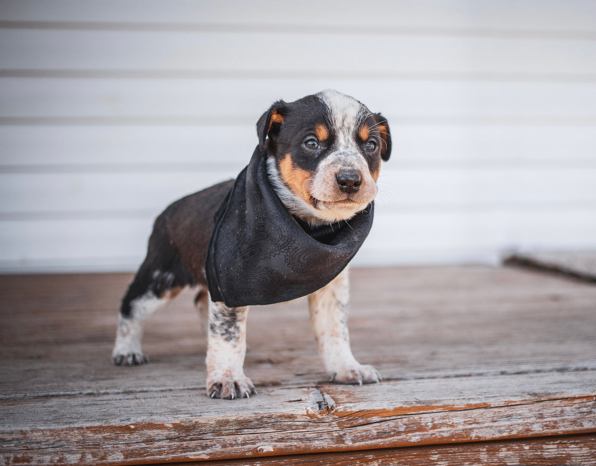 Kids & Pups Sized Mini Bandanas – Wild West Rag Co